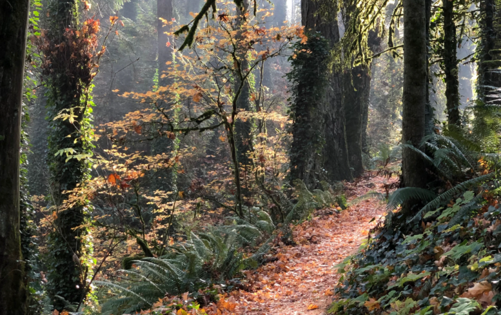 All About the 4T Trail in Portland, Oregon