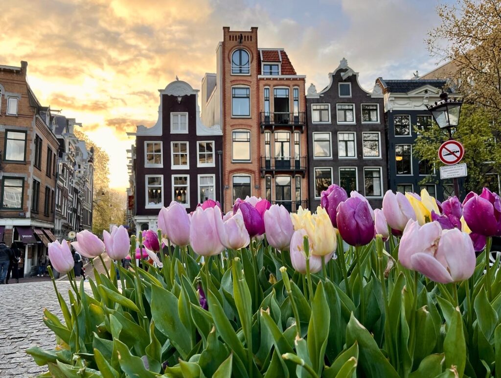 Tulip Tour Review: How To See the Tulips in Amsterdam
